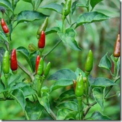 Deskripsi dan Klasifikasi Tanaman Cabai Rawit – hijau